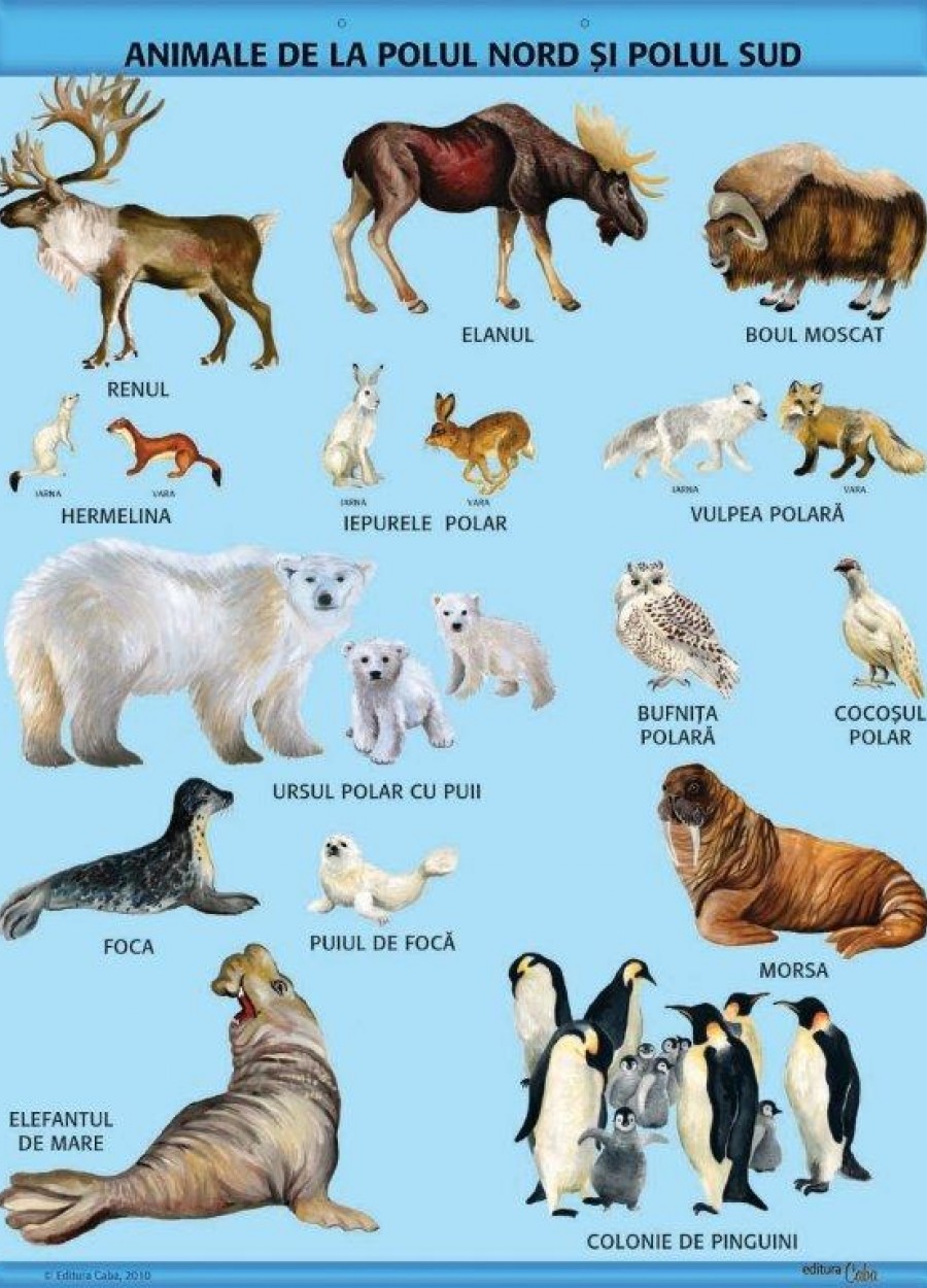 A1 „Animale de la Polul Nord si Polul Sud", carton de 200 g/mp