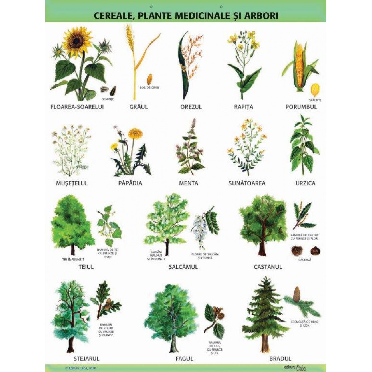 A1 „Cereale, plante medicinale si arbori", offset de 160 g/mp (cu 2 ...